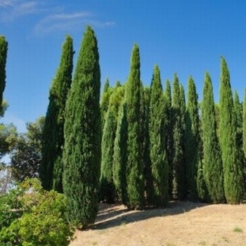 Cupressus sempervirens Fragrant columnar cypress