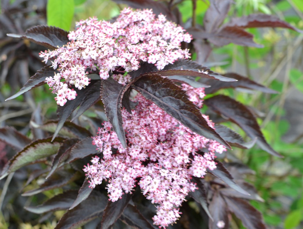 Schwarzer Holunder - Sambucus Nigra Black Tower