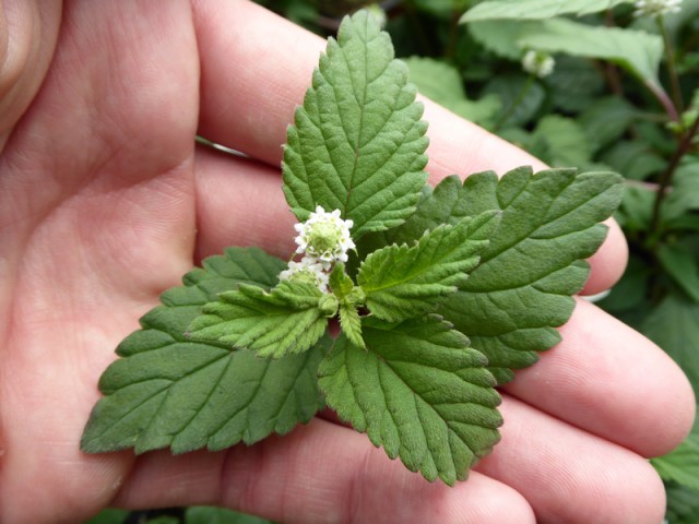 Aztec sweet herb - Lippia dulcis